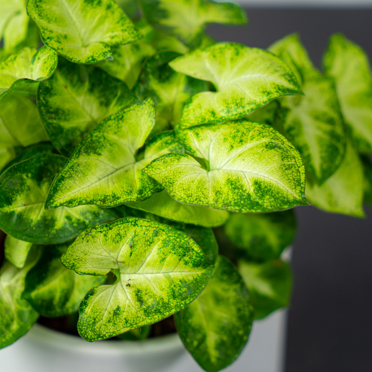 Syngonium pixie - Sklep z roślinami Mała Szklarnia