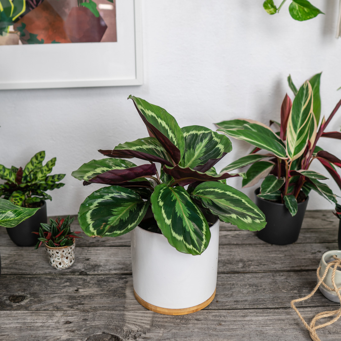 Calathea Medallion - Mała Szklarnia Calathea Medallion - Mała Szklarnia