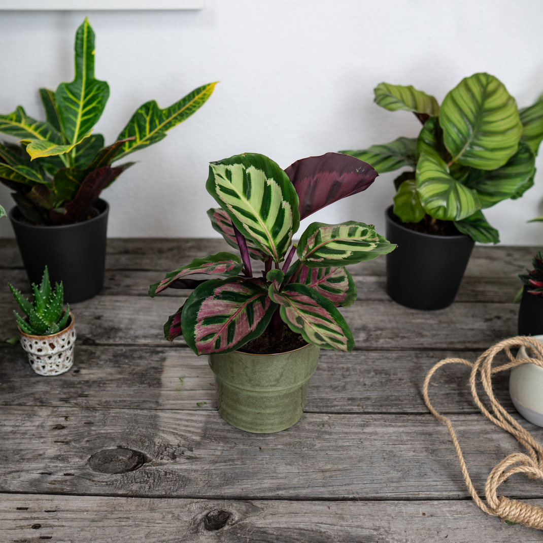 Calathea roseopicta cora - Mała Szklarnia