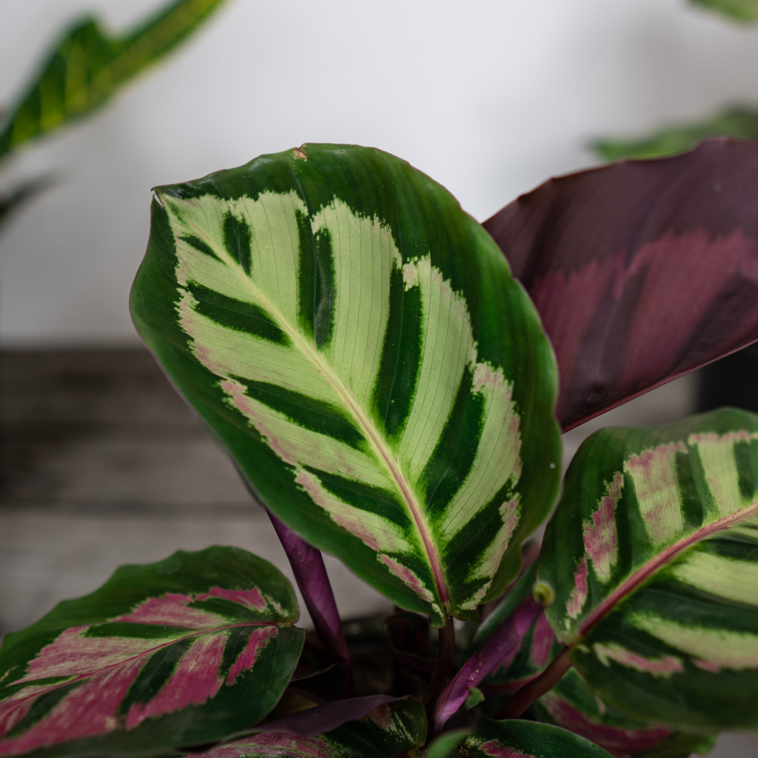 Calathea roseopicta cora - Mała Szklarnia