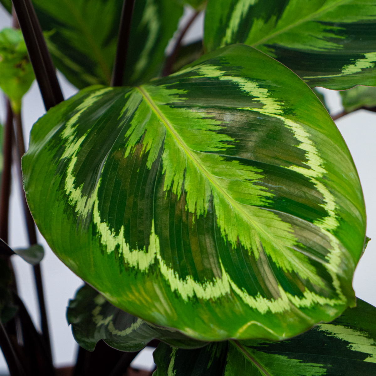 Calathea medallion - Sklep z roślinami Mała Szklarnia Calathea medallion - Sklep z roślinami Mała Szklarnia