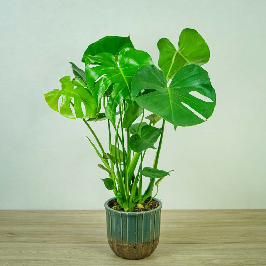 Jak pielęgnować monsterę? Tajniki uprawy i nawożenia - Mała Szklarnia