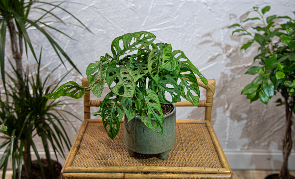 Monstera monkey mask - Mała Szklarnia - studio roślinne we Wrocławiu