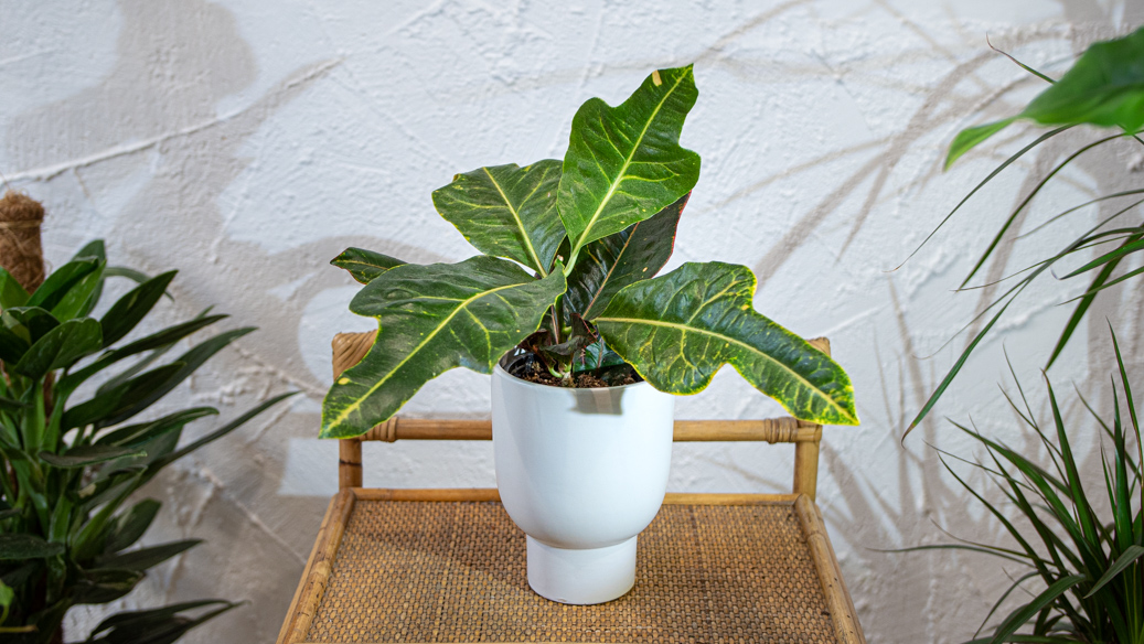 Codiaeum excellent (kroton) - Mała Szklarnia