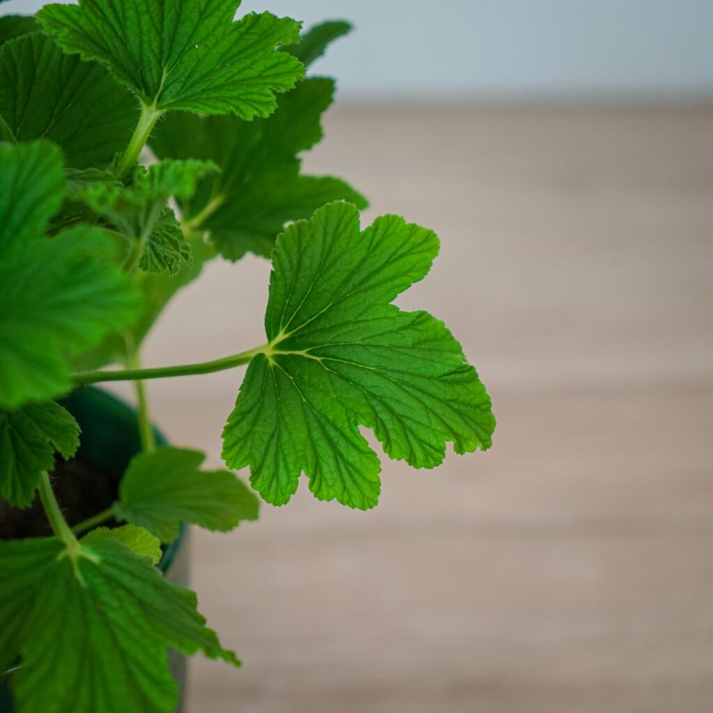 Geranium orange fizz 'anginka' (pelargonium graveolens) - Mała Szklarnia