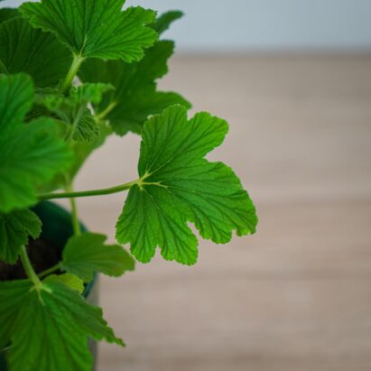 Geranium orange fizz 'anginka' (pelargonium graveolens) - Mała Szklarnia