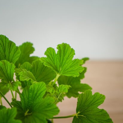 Geranium orange fizz 'anginka' (pelargonium graveolens) - Mała Szklarnia