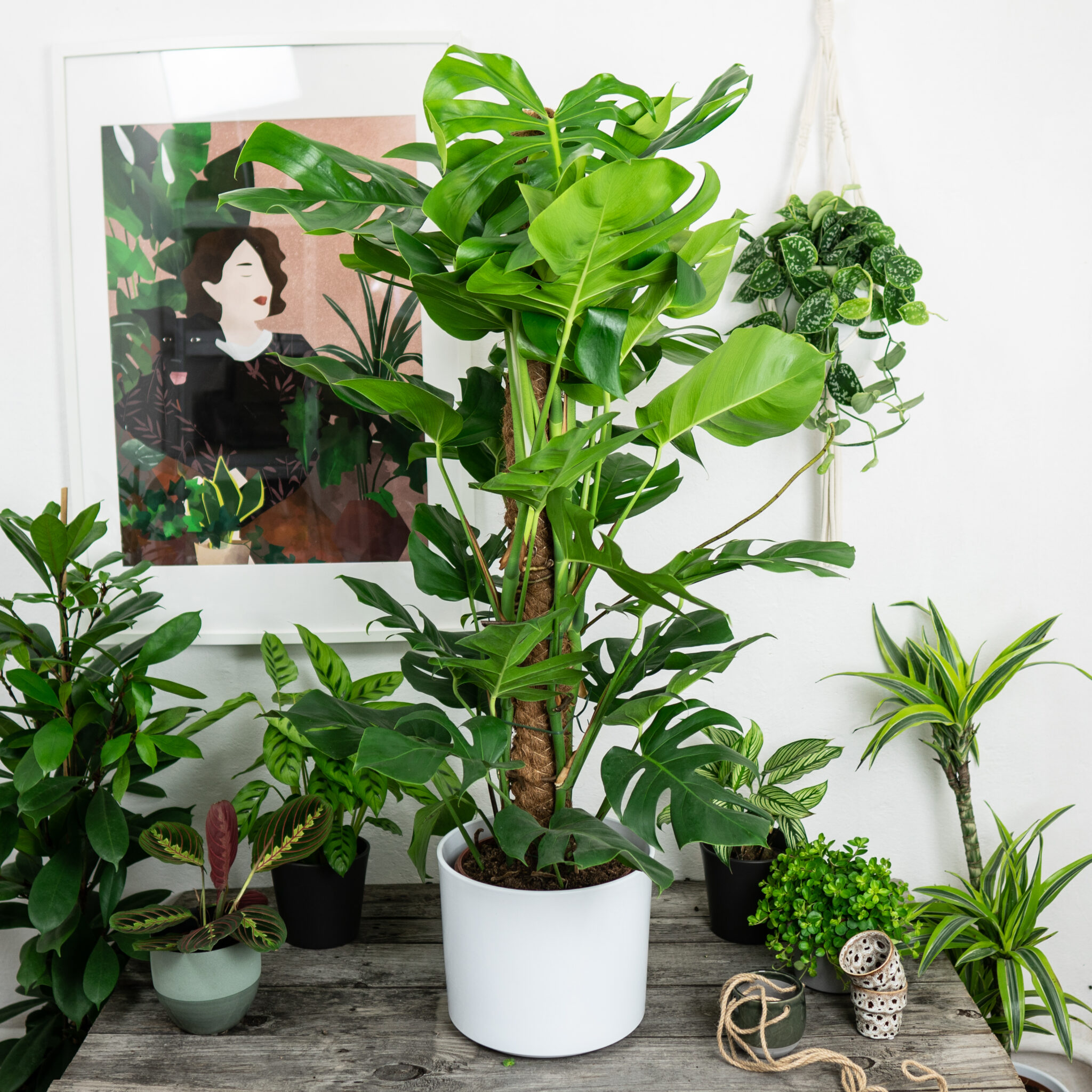 Monstera monkey mask - Mała Szklarnia