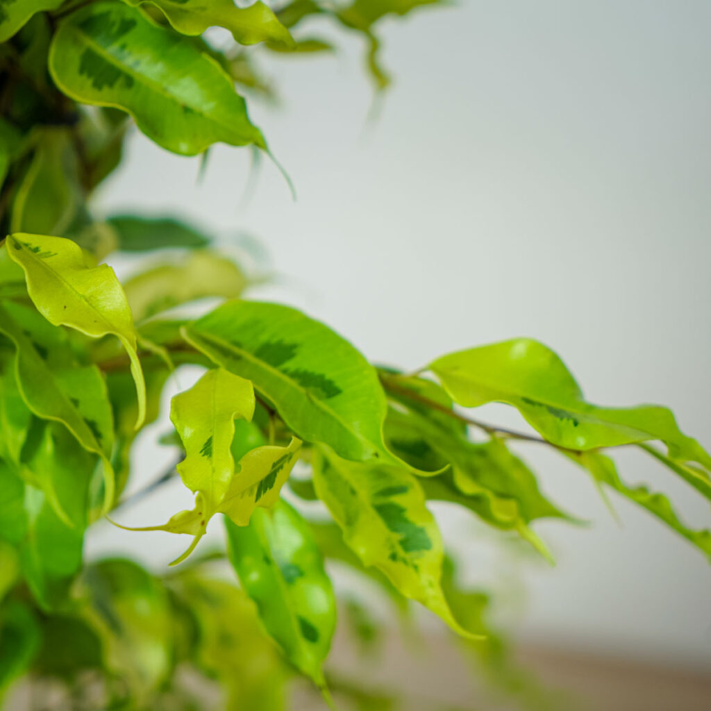 Fikus benjamina golden monique (ficus) - Mała Szklarnia