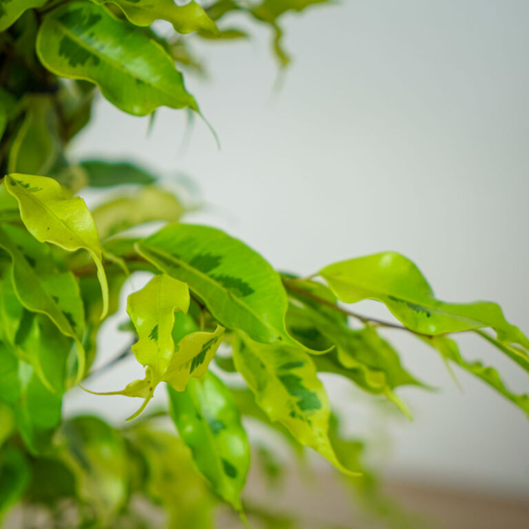 Fikus benjamina golden monique (ficus) - Mała Szklarnia