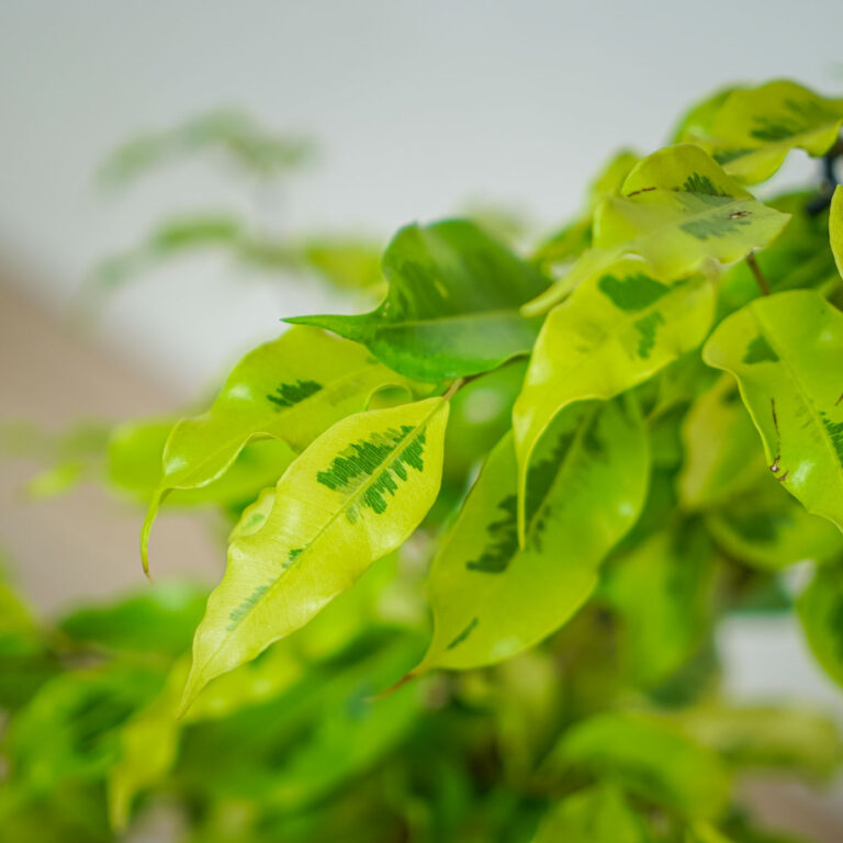 Fikus benjamina golden monique (ficus) - Mała Szklarnia