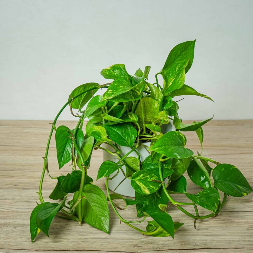 Epipremnum złociste (aureum) - Mała Szklarnia