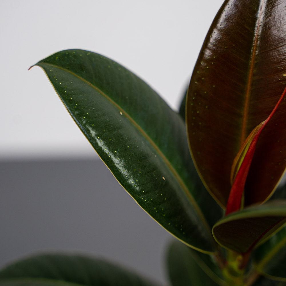 Fikus elastica melany (ficus) - Mała Szklarnia