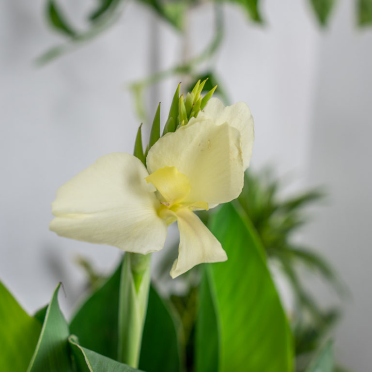 Canna alaska (kanna) - Mała Szklarnia