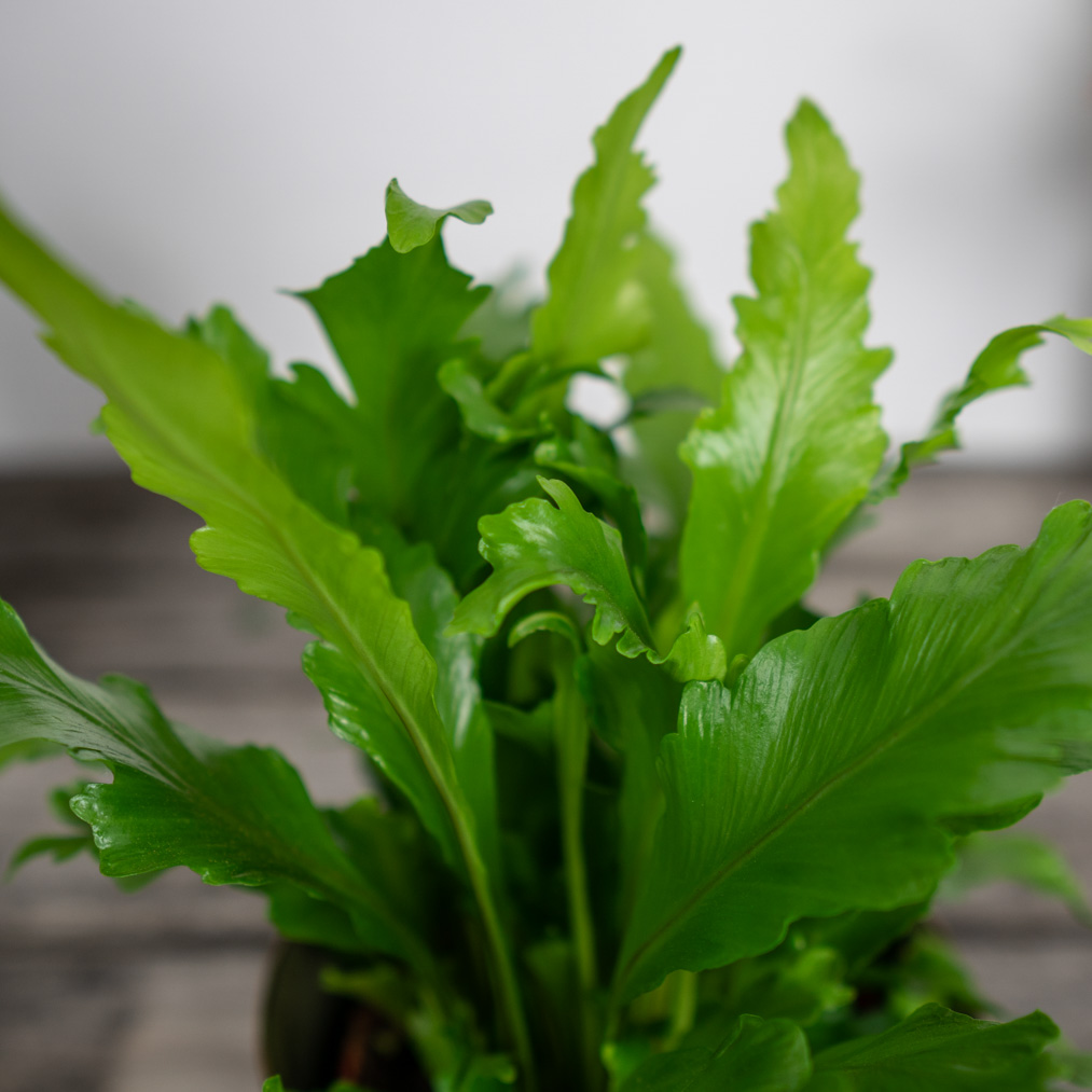 Paproć zanokcica (asplenium nidus campio) - Sklep z roślinami Mała ...