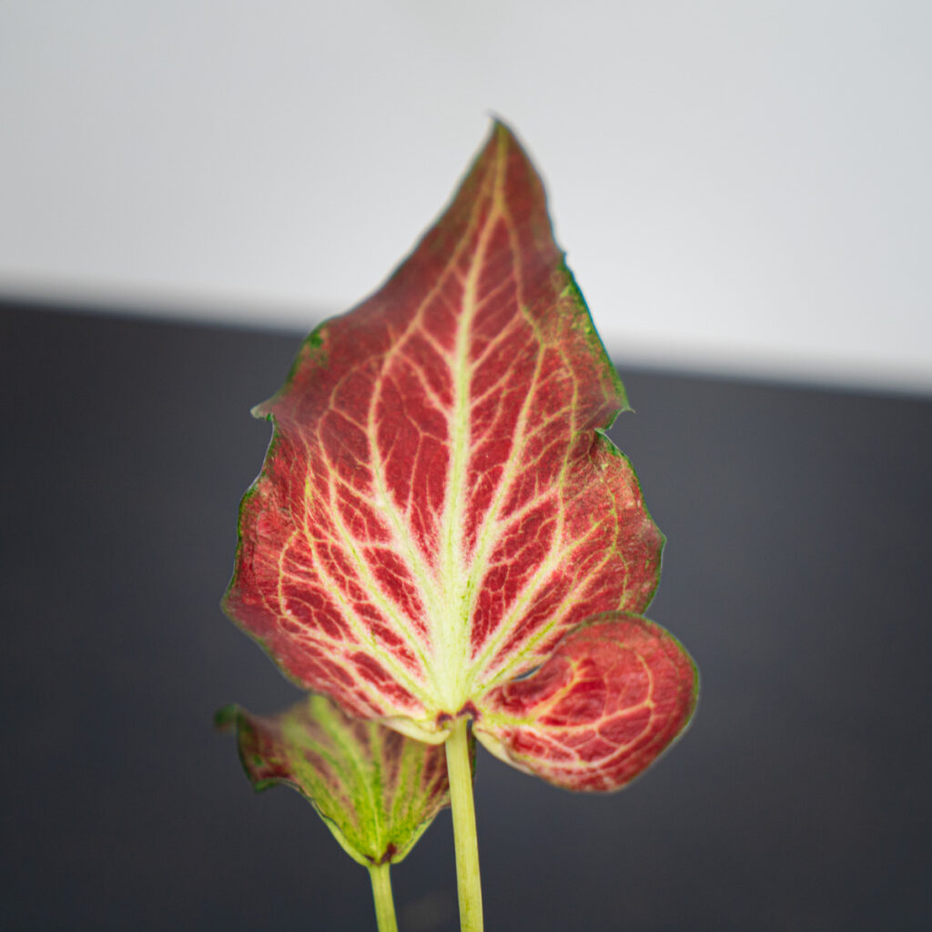 Caladium blushing bride - Mała Szklarnia