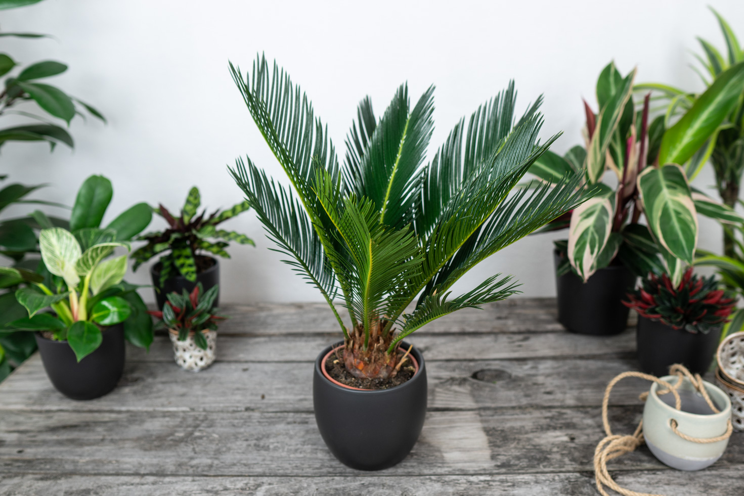 Cykas (cycas revoluta) - Mała Szklarnia