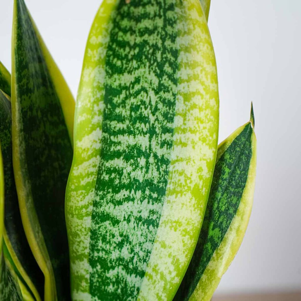 Sansevieria superba - Mała Szklarnia