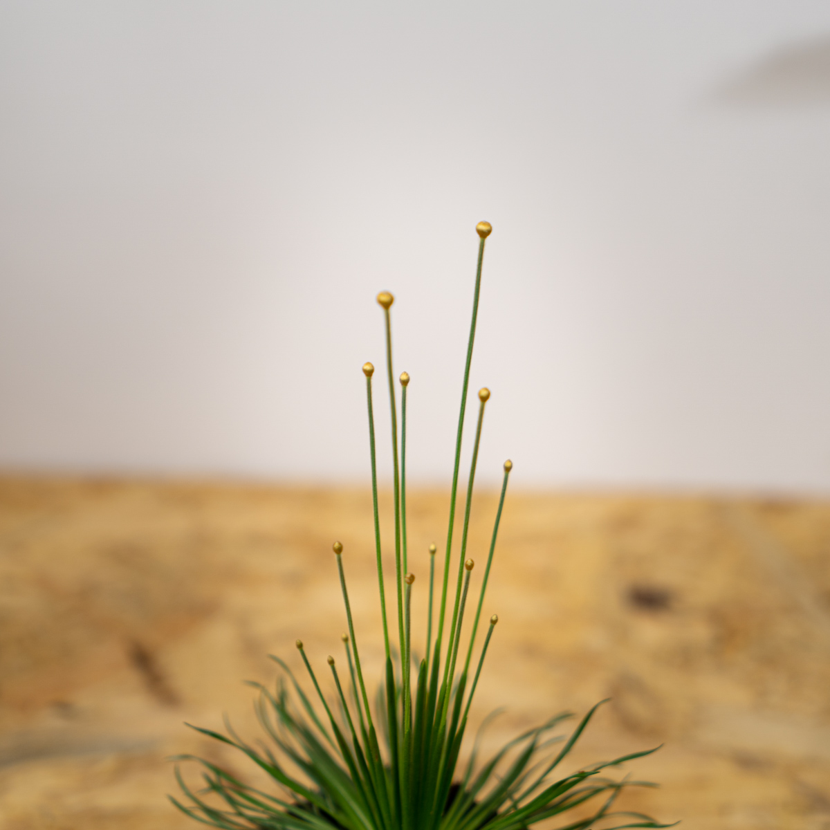 Syngonanthus mikado (trawa ozdobna) - Sklep z roślinami Mała Szklarnia