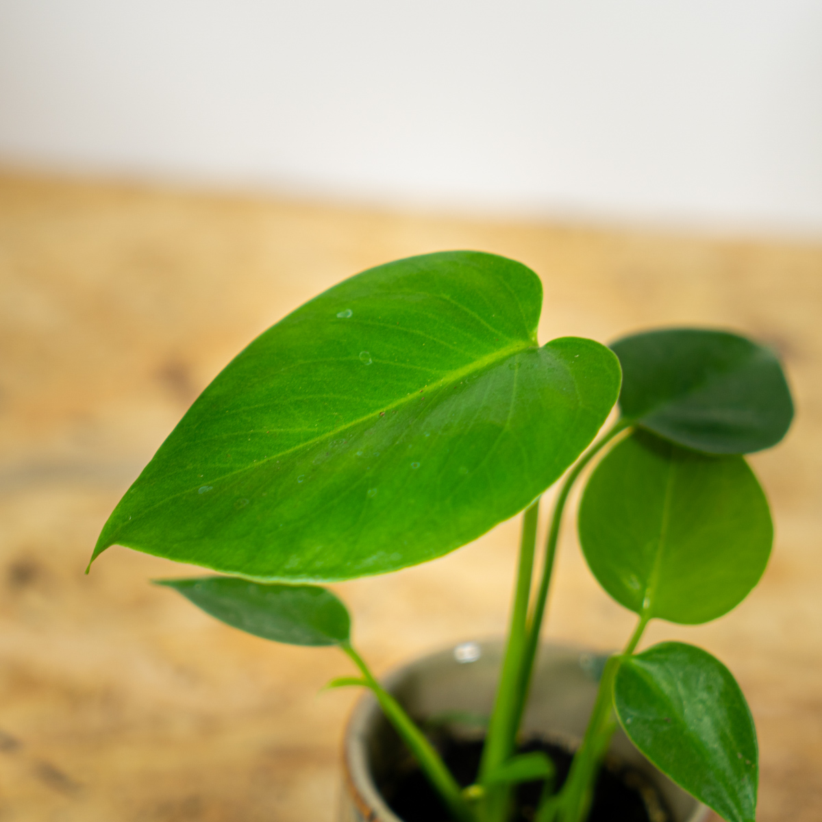 Monstera deliciosa baby - Sklep z roślinami Mała Szklarnia