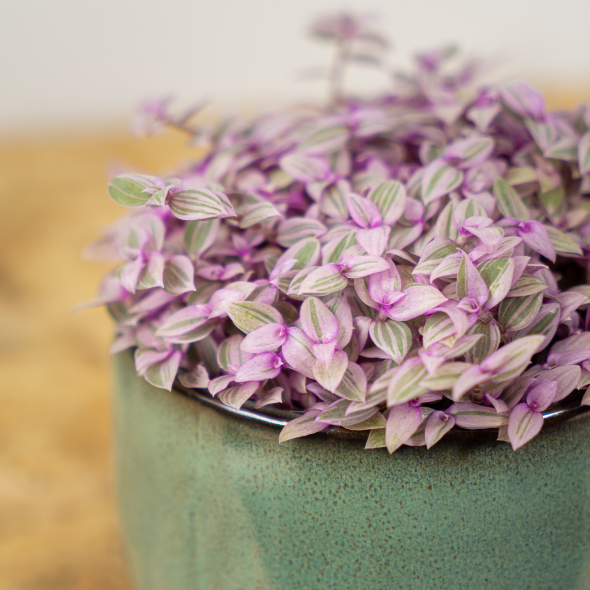 Smużyna płożąca 'Pink Lady' (callisia rosato) - Sklep z roślinami Mała ...