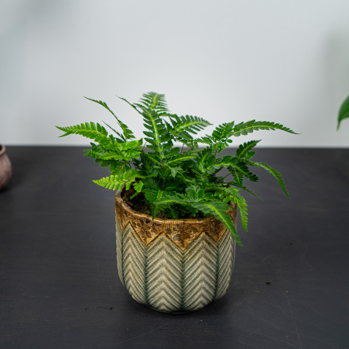 Paproć rumora - Sklep z roślinami Mała Szklarnia