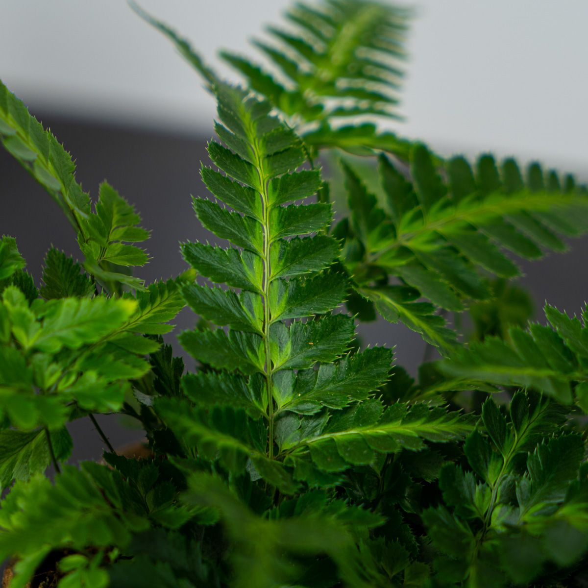 Paproć rumora - Sklep z roślinami Mała Szklarnia