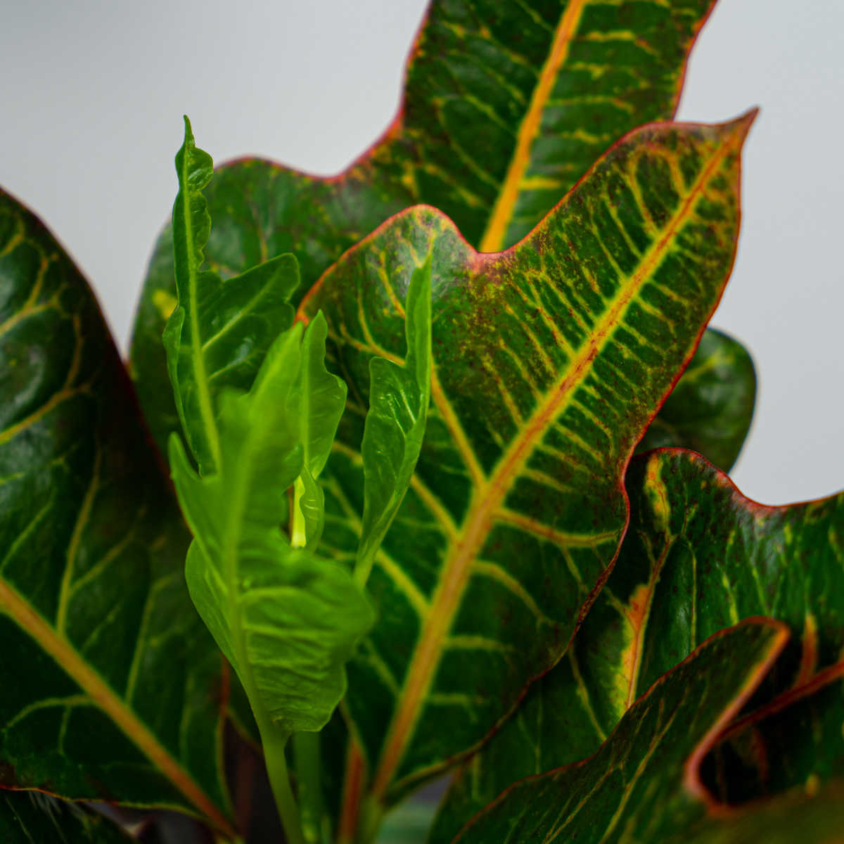 Codiaeum excellent (kroton) - Sklep z roślinami Mała Szklarnia