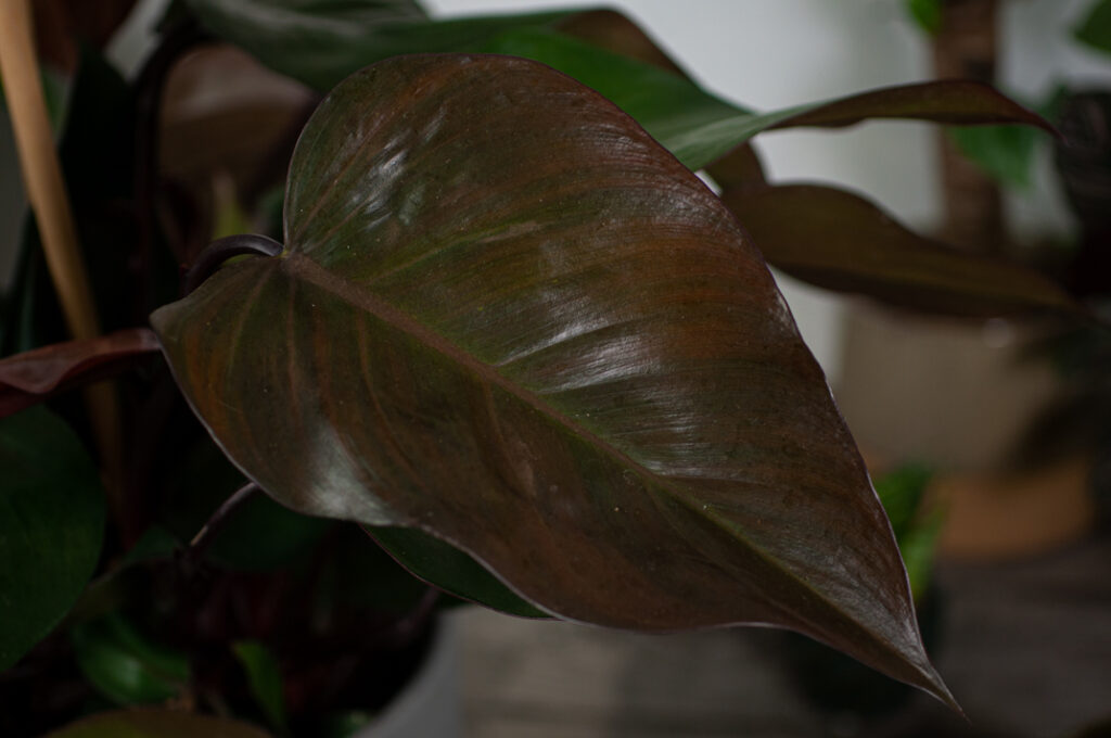 Philodendron purple congo - Mała Szklarnia