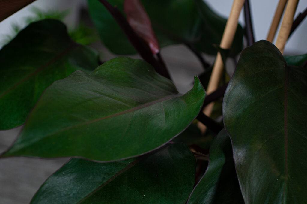 Philodendron purple congo - Mała Szklarnia