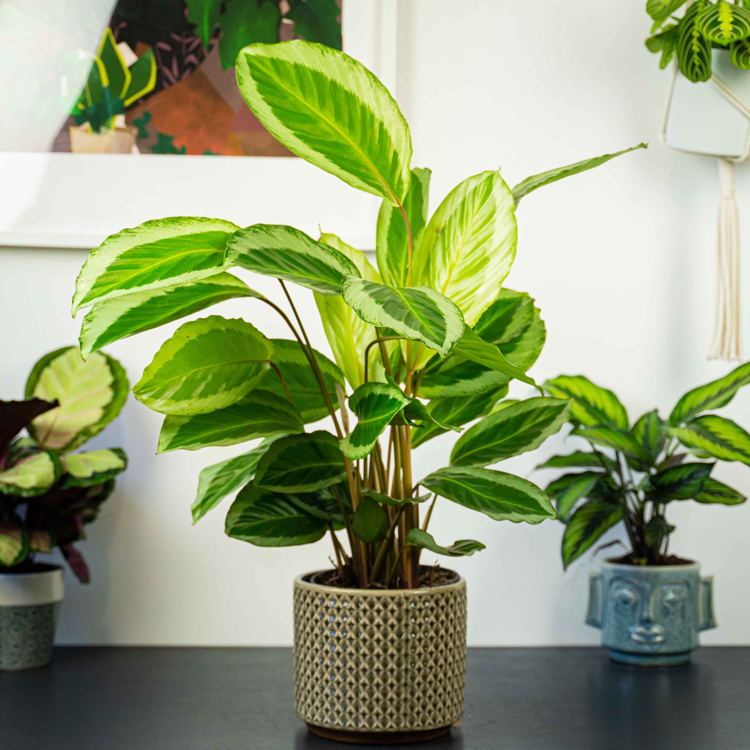 Calathea gecko - Mała Szklarnia