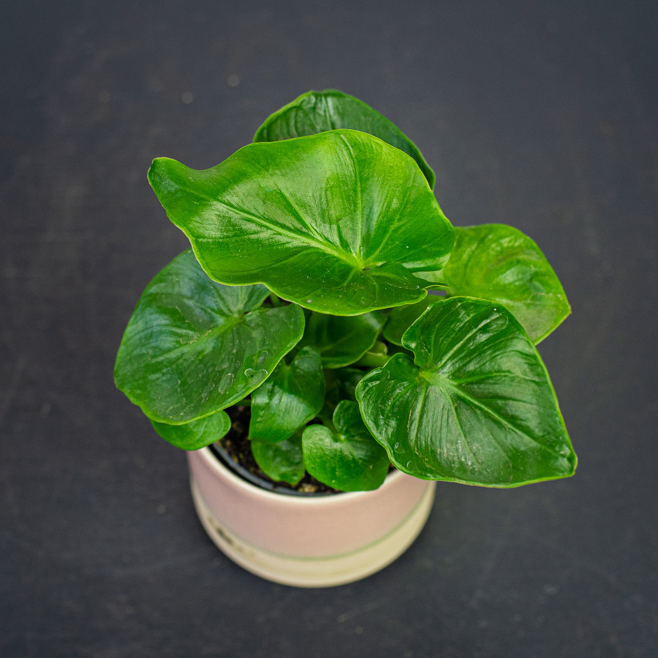 Philodendron atom baby (thaumatophyllum bipinnatifidum atom) - Sklep z ...
