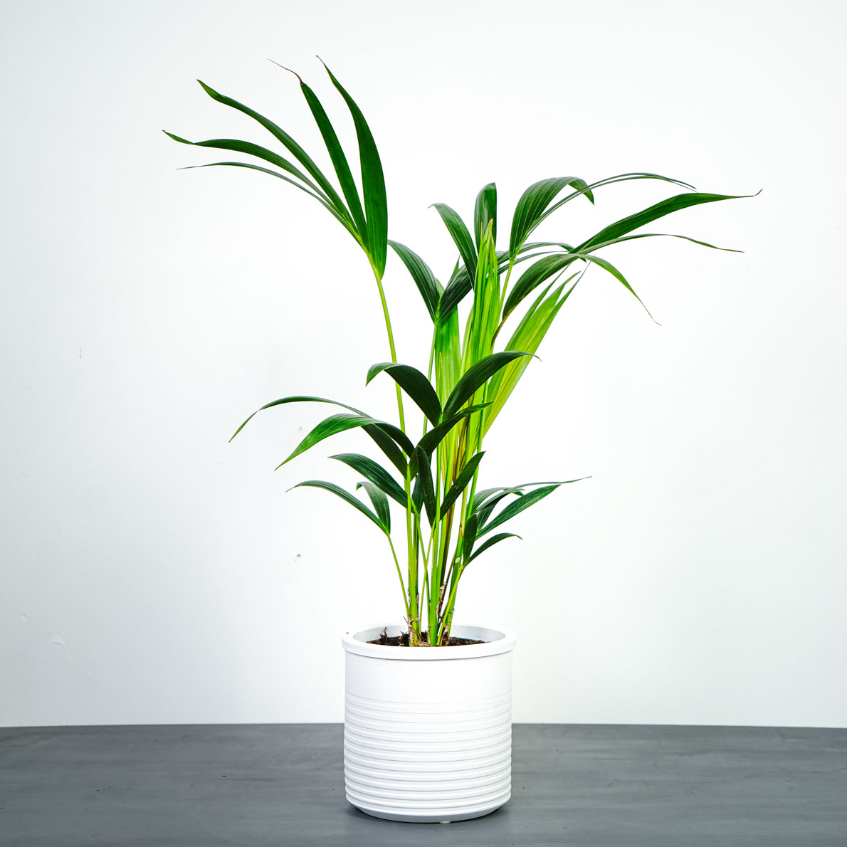 Howea forsteriana (kencja) - Sklep z roślinami Mała Szklarnia