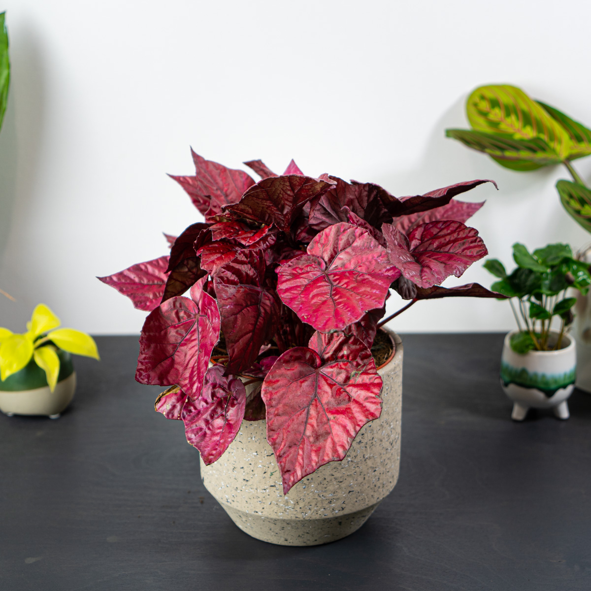 Begonia rex beleaf inca flame - Sklep z roślinami Mała Szklarnia