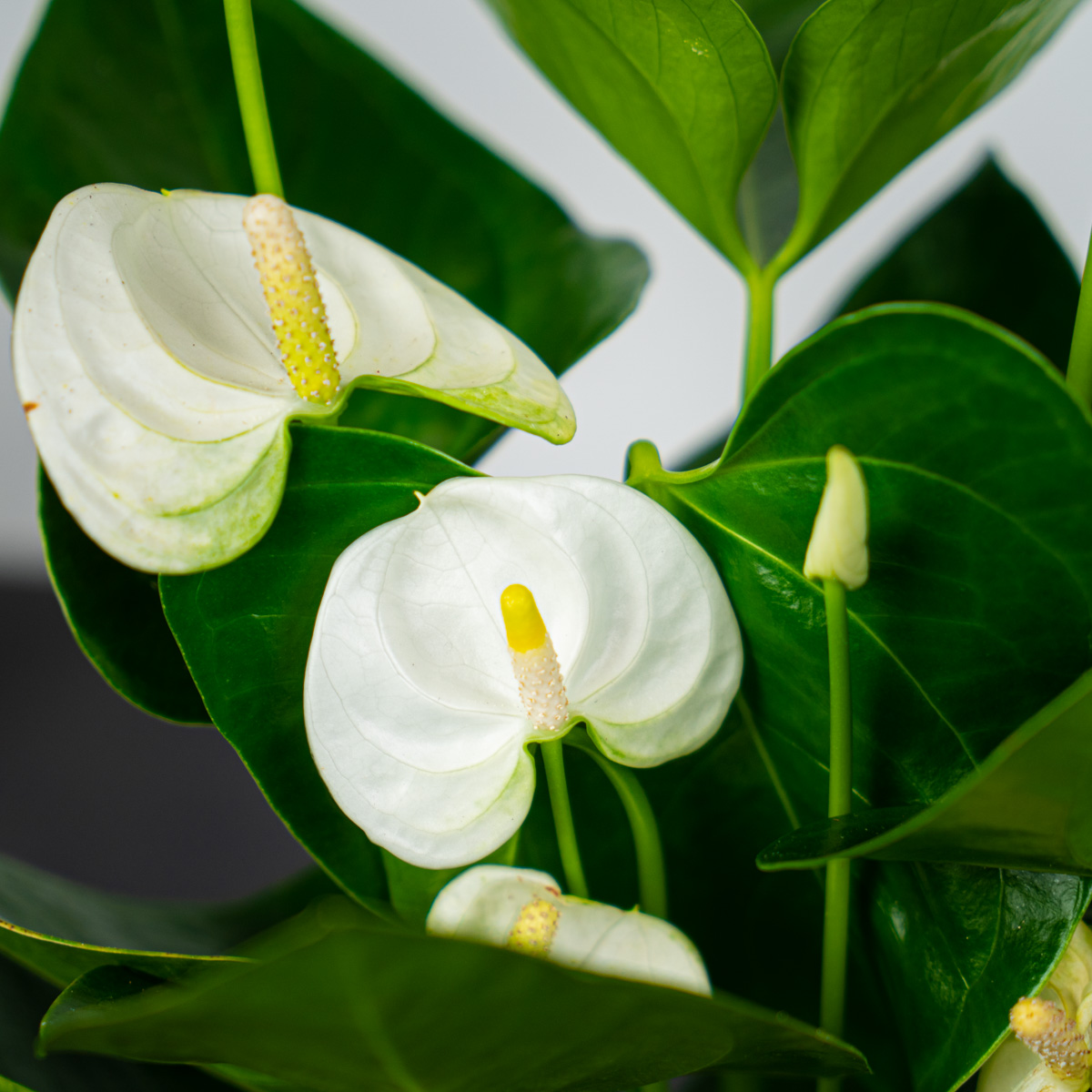 Anthurium white - Sklep z roślinami Mała Szklarnia