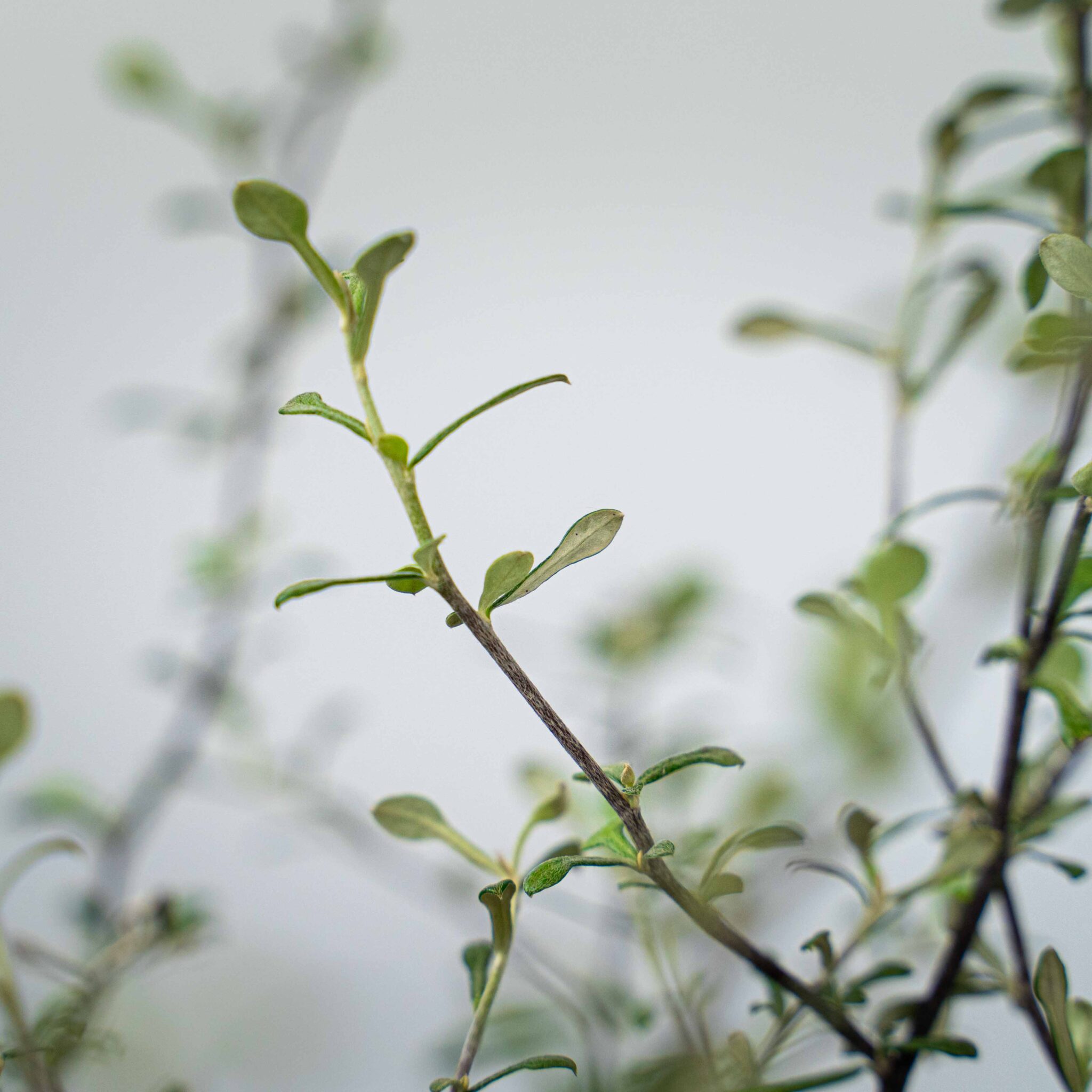Corokia maori green - Mała Szklarnia