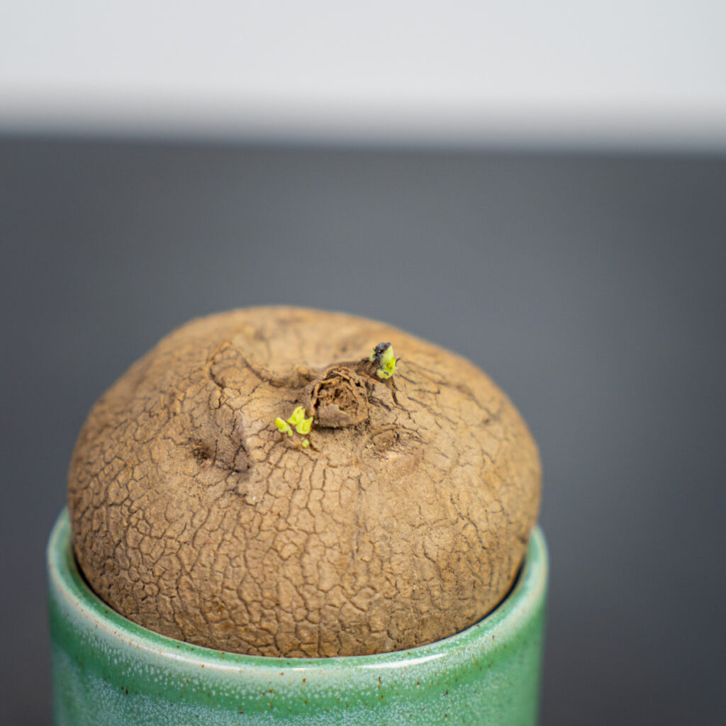 Stephania erecta (bulwa) - Mała Szklarnia