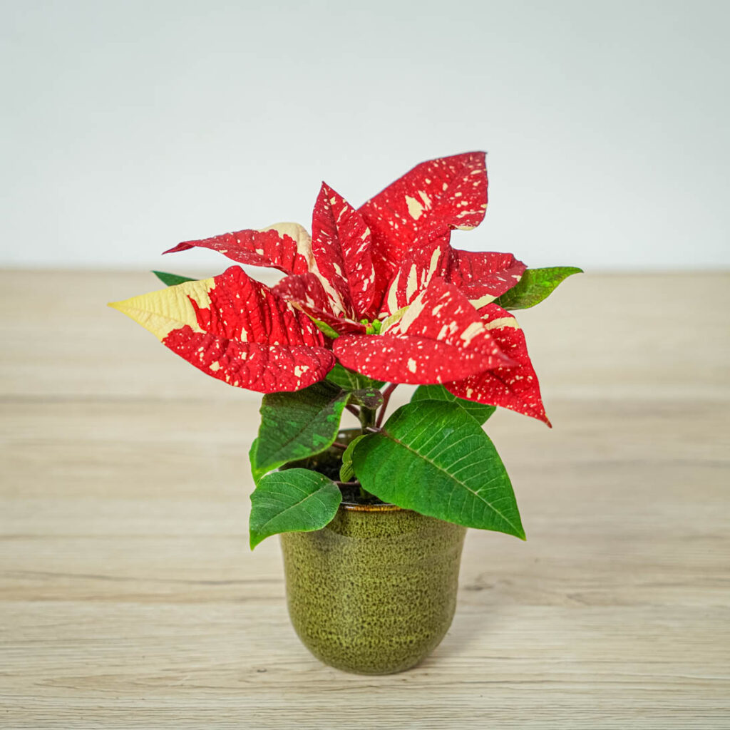 Poinsecja 'gwiazda betlejemska' glitter baby (euphorbia pulcherrima ...