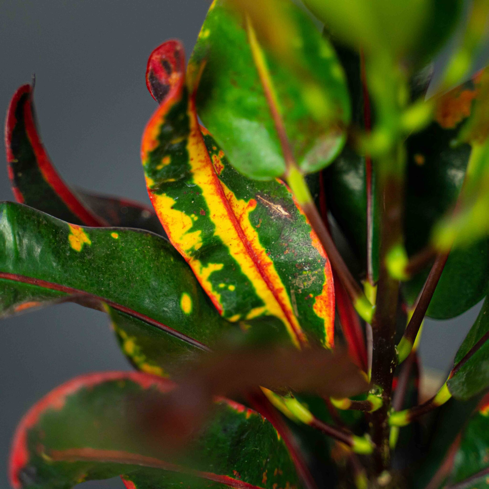 Codiaeum mammi (kroton) - Mała Szklarnia