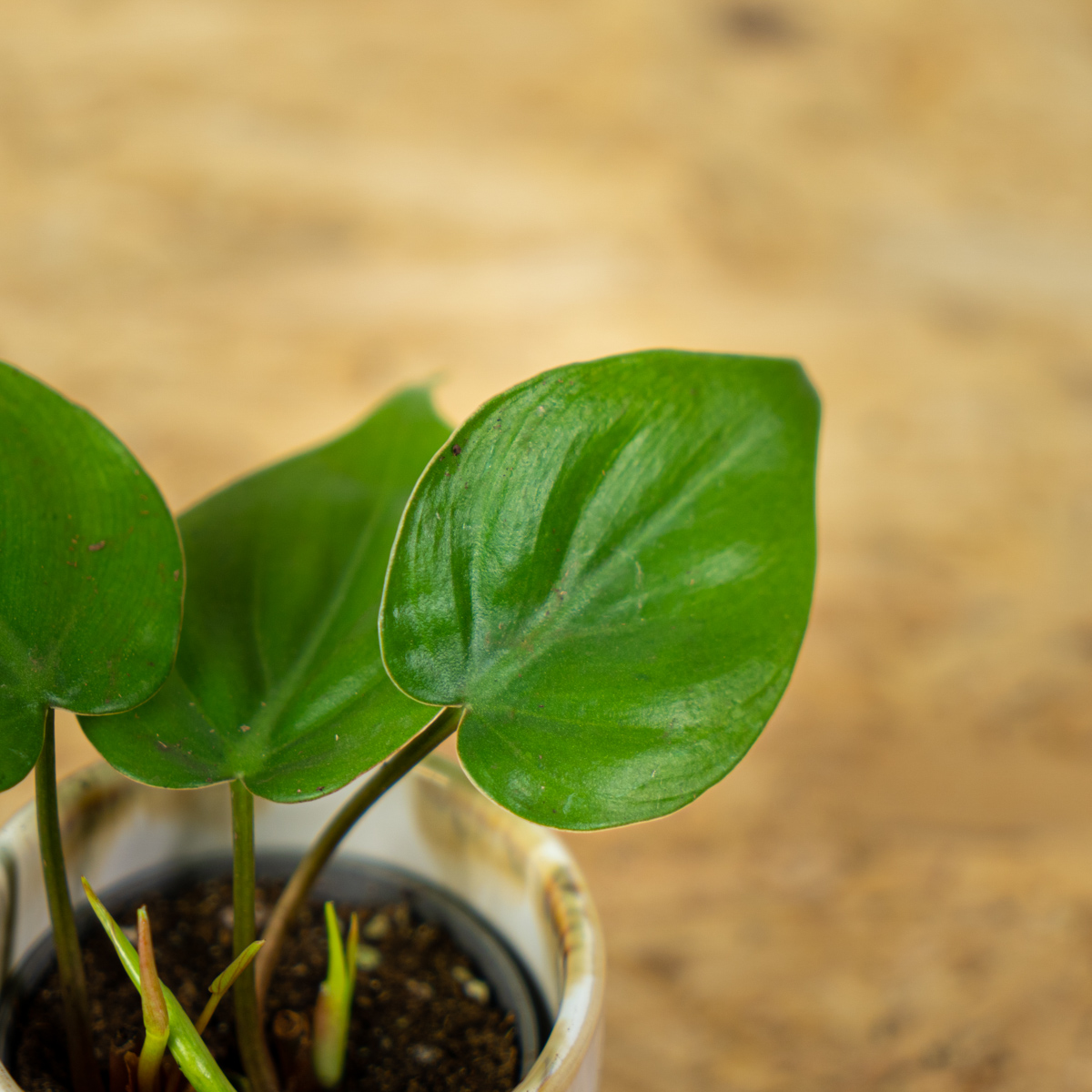 Philodendron scandens baby - Sklep z roślinami Mała Szklarnia