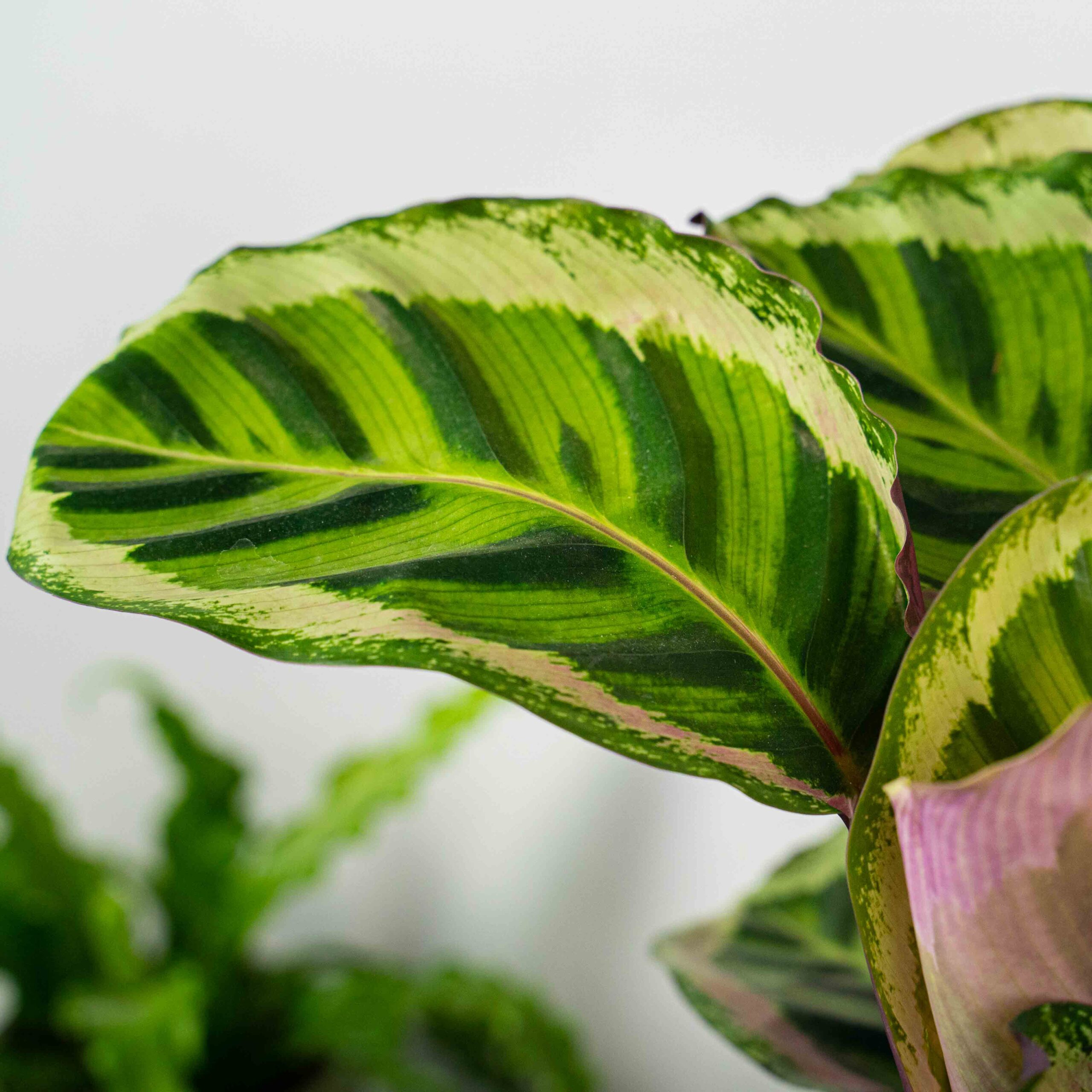 Calathea roseopicta angela - Sklep z roślinami Mała Szklarnia