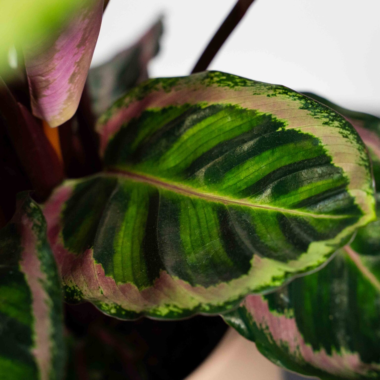 Calathea roseopicta angela - Mała Szklarnia