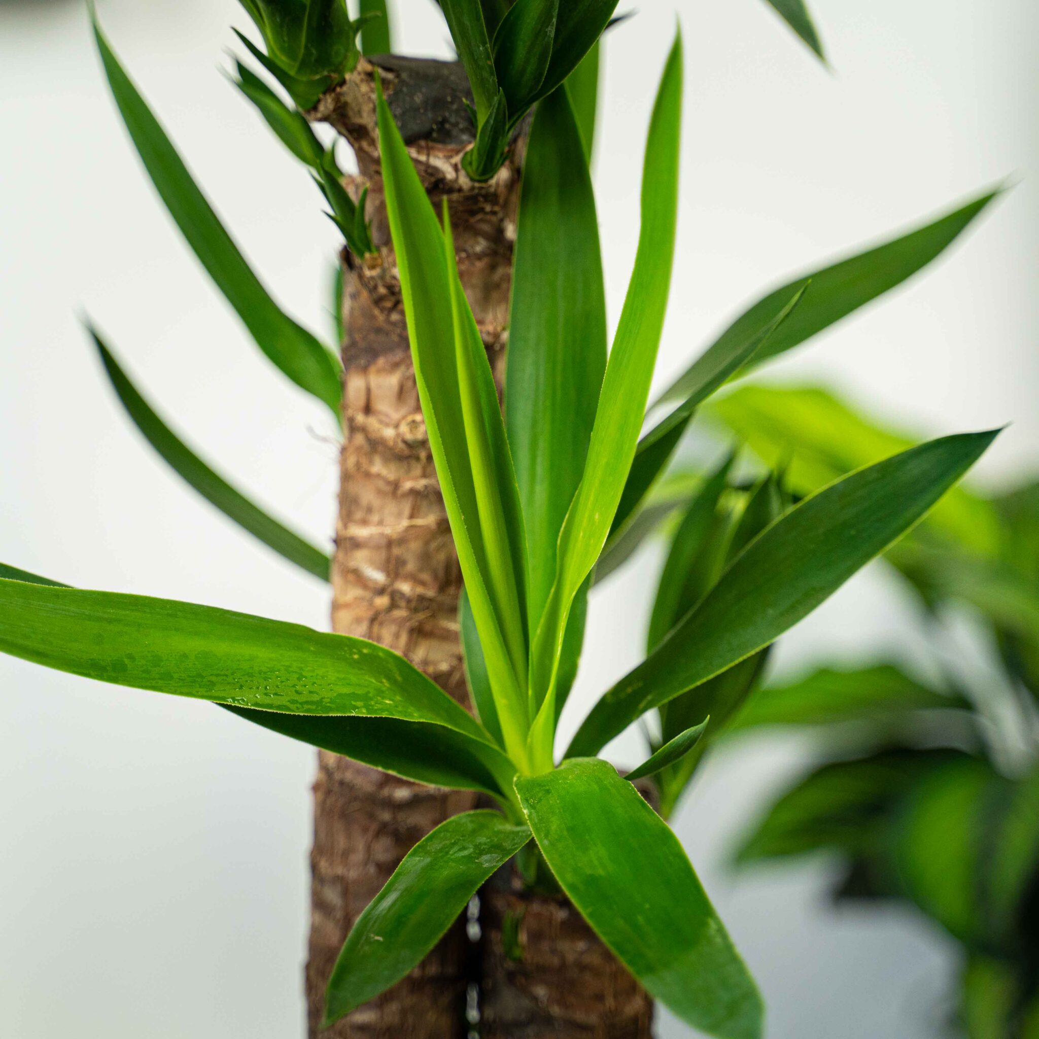 Juka (yucca) - Sklep z roślinami Mała Szklarnia