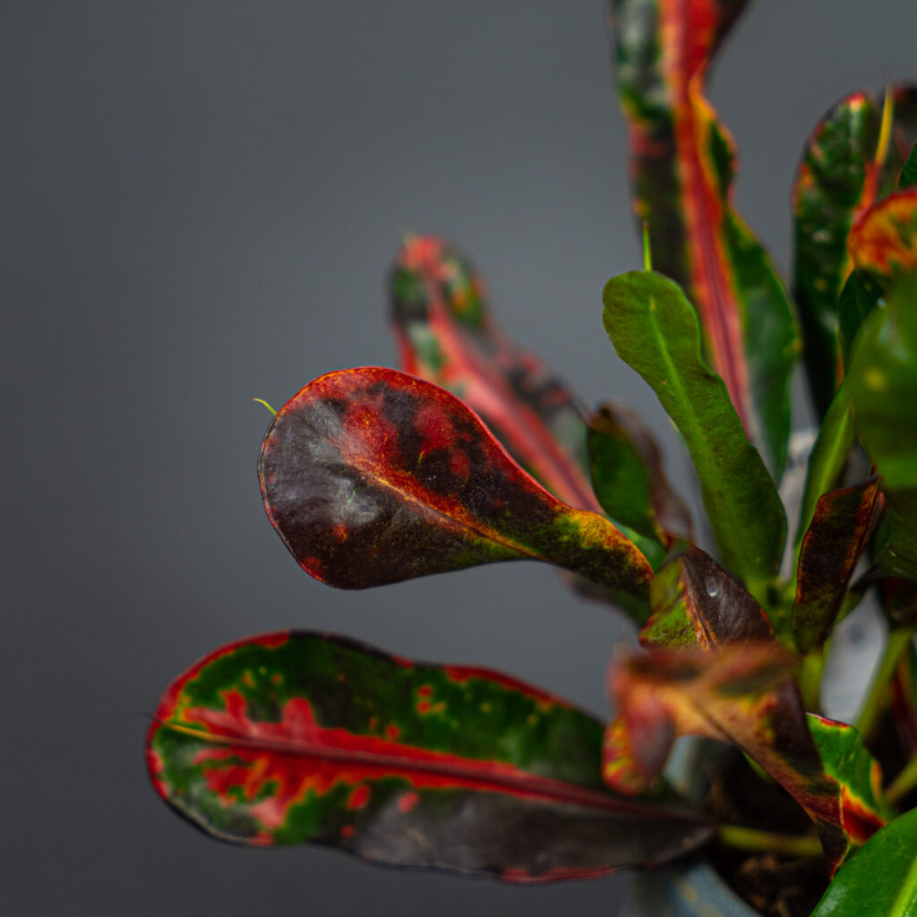 Codiaeum mammi (kroton) - Mała Szklarnia