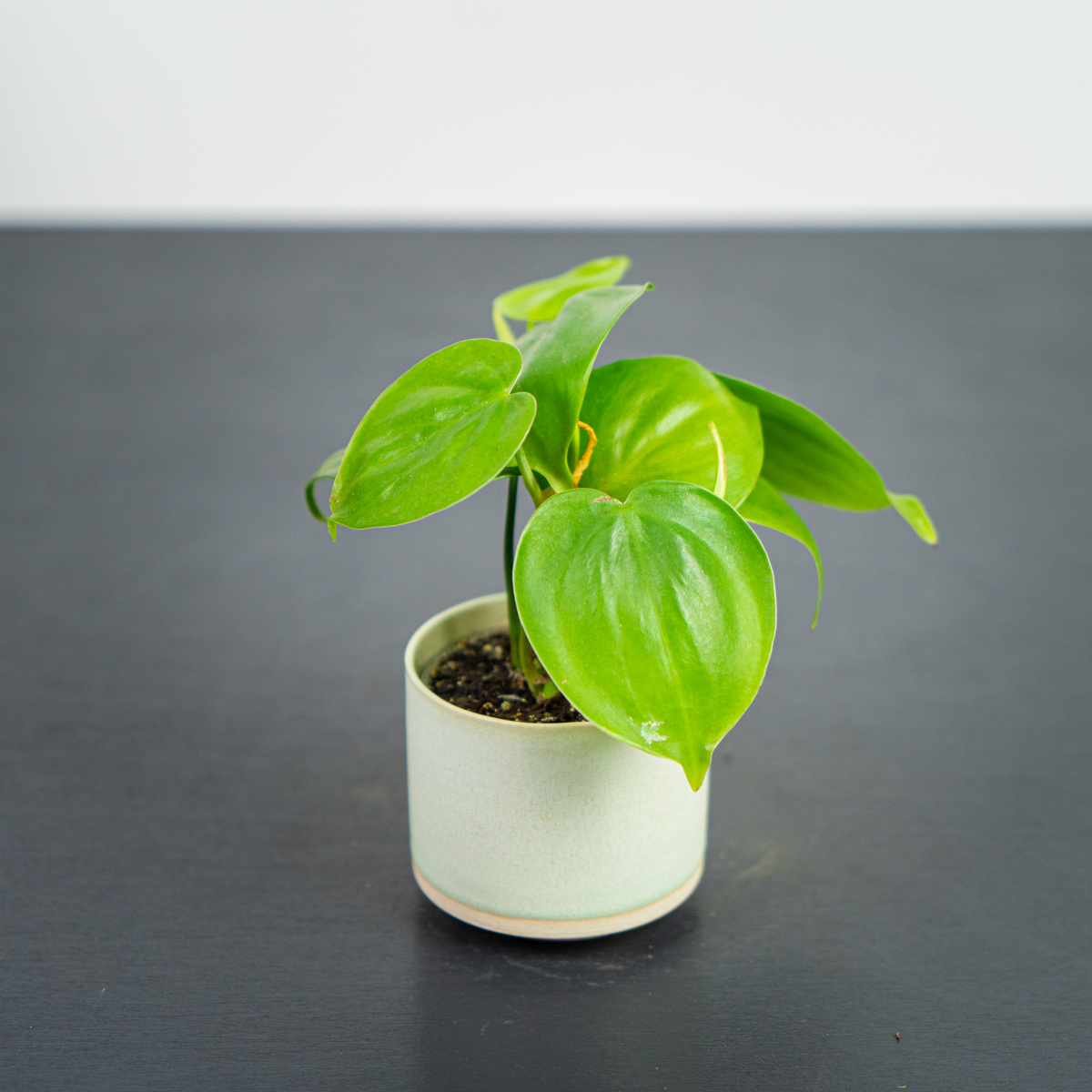 Philodendron scandens baby - Sklep z roślinami Mała Szklarnia