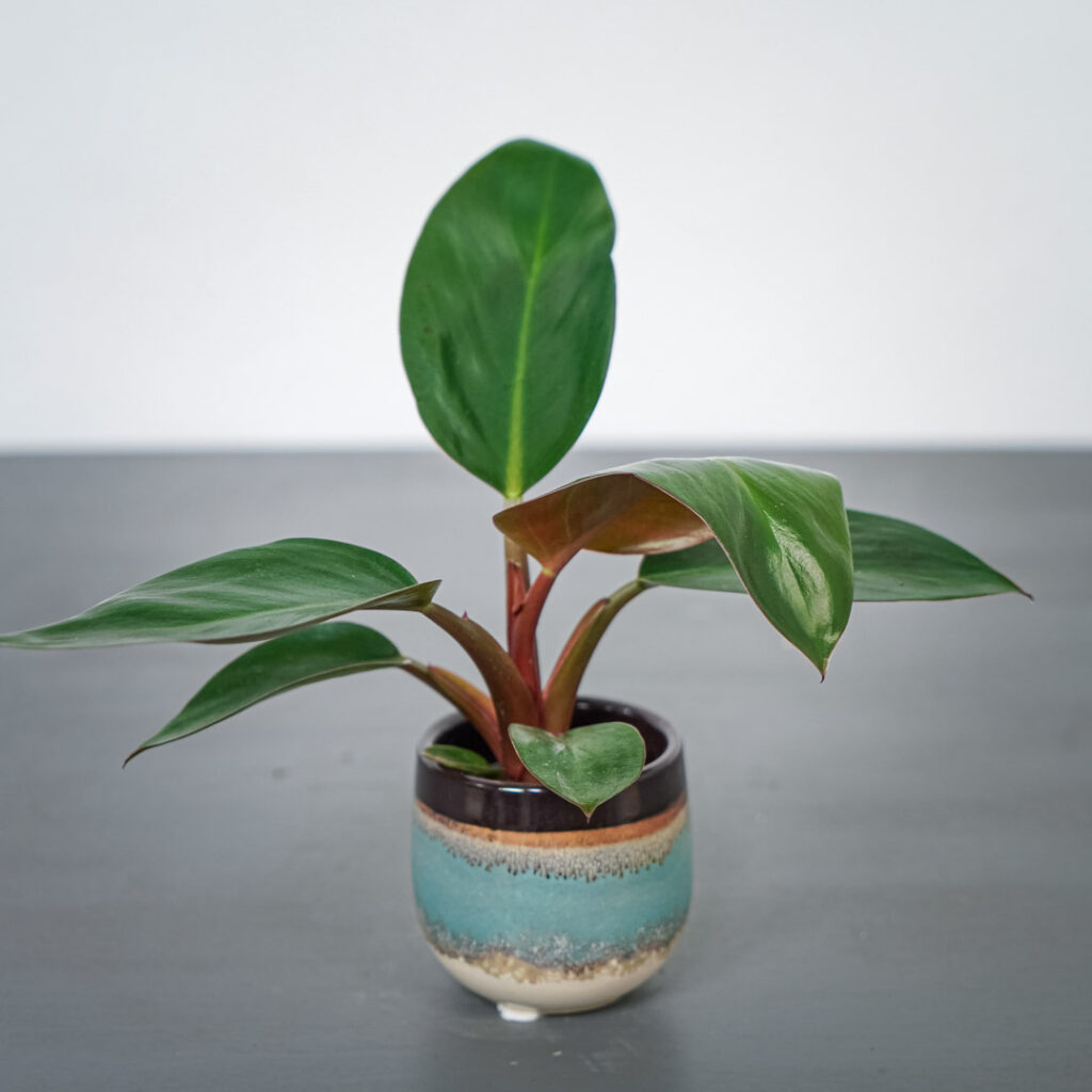 Philodendron rojo congo baby - Mała Szklarnia