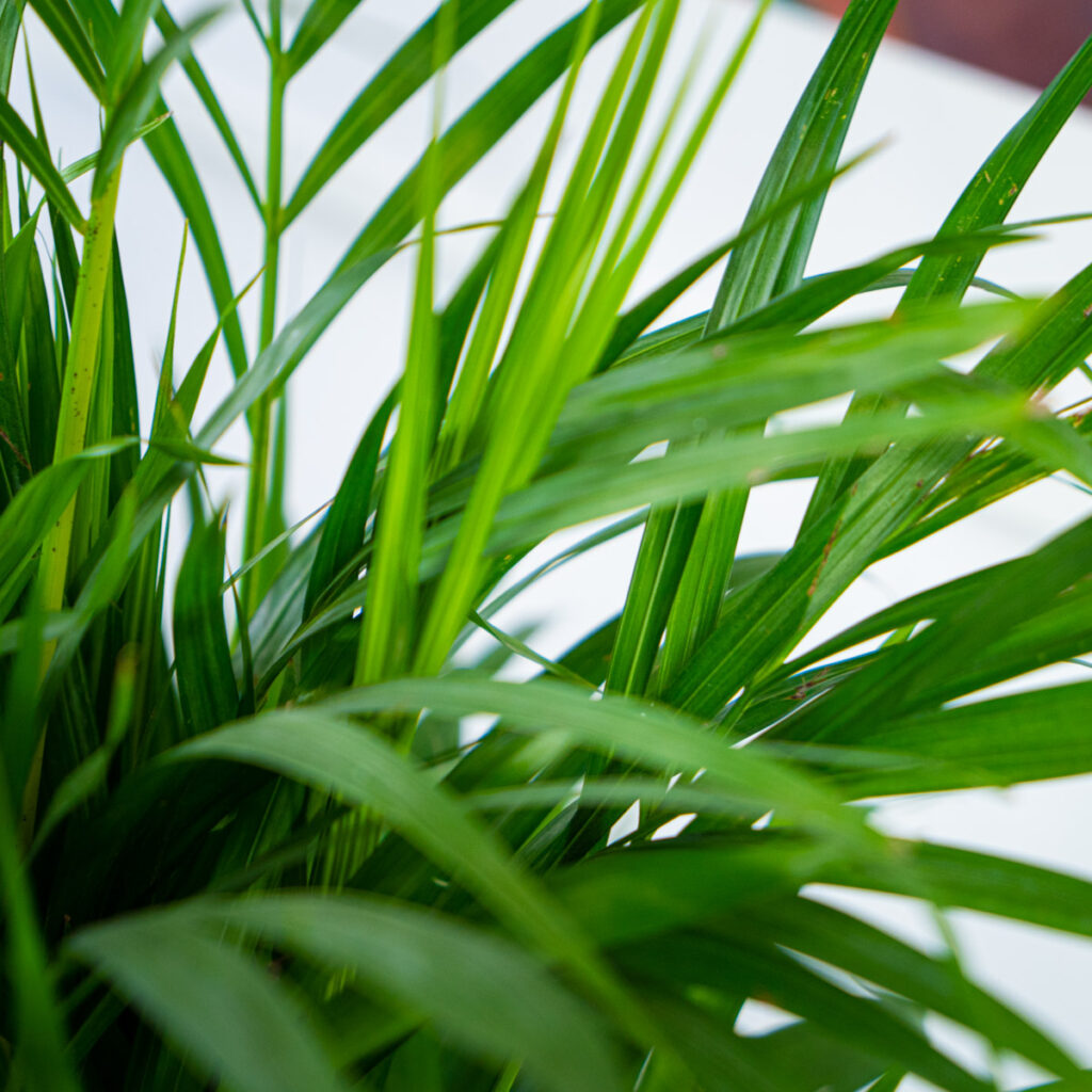 Areka palma (dypsis lutescens) gigant - Mała Szklarnia