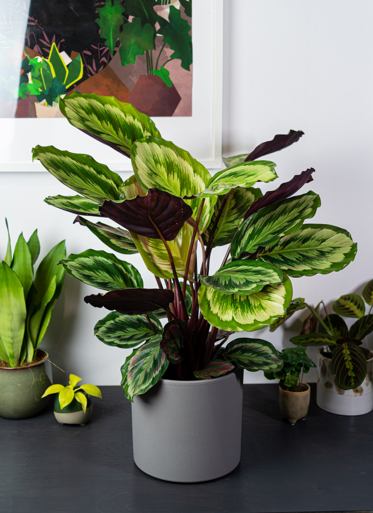 Calathea medallion v2 (new hybrid) - Sklep z roślinami Mała Szklarnia Calathea medallion v2 (new hybrid) - Sklep z roślinami Mała Szklarnia