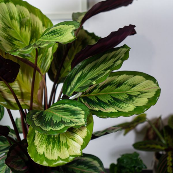 Calathea medallion v2 (new hybrid) - Sklep z roślinami Mała Szklarnia Calathea medallion v2 (new hybrid) - Sklep z roślinami Mała Szklarnia