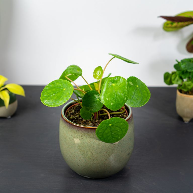 Pilea peperomioides variegata 'white sugar splash' (pieniążek) - Sklep ...